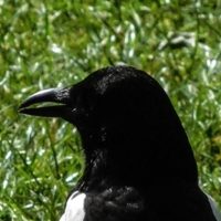 About the books – READ BOOKS BY ADAM YAMEY